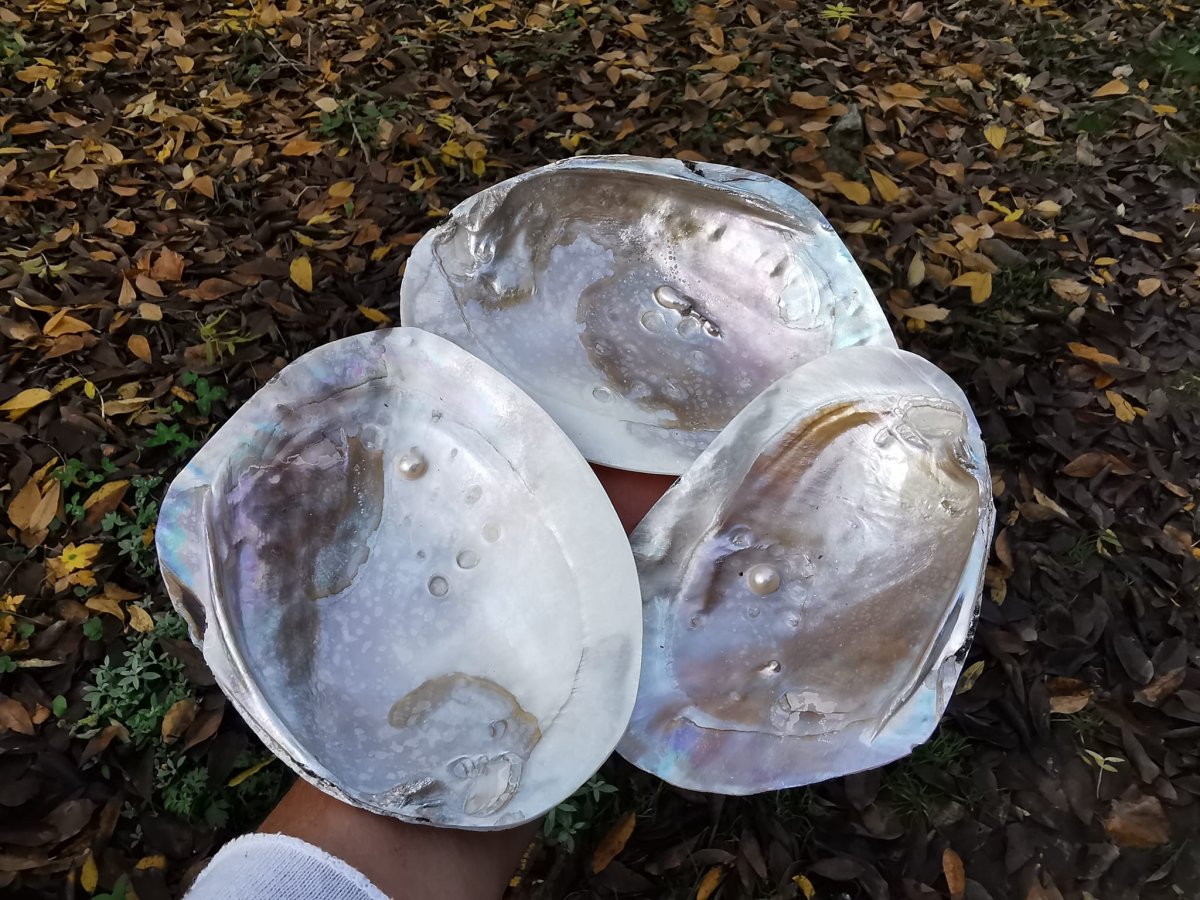 Smuk Naturlig Perlemor Skal 13 -15 cm - Drømmefangere samt Diverse - www.magiske-krystaller.dk